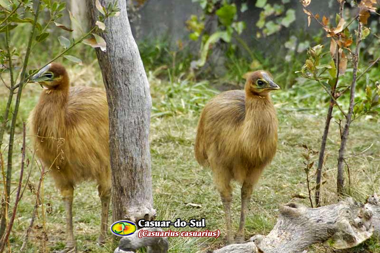 ORNITOLOGIA: Casuar-do-Sul (Casuarius casuarius)